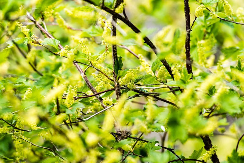 Horizontal Image of Lush Early Spring Foliage - Vibrant Green Sp Stock ...