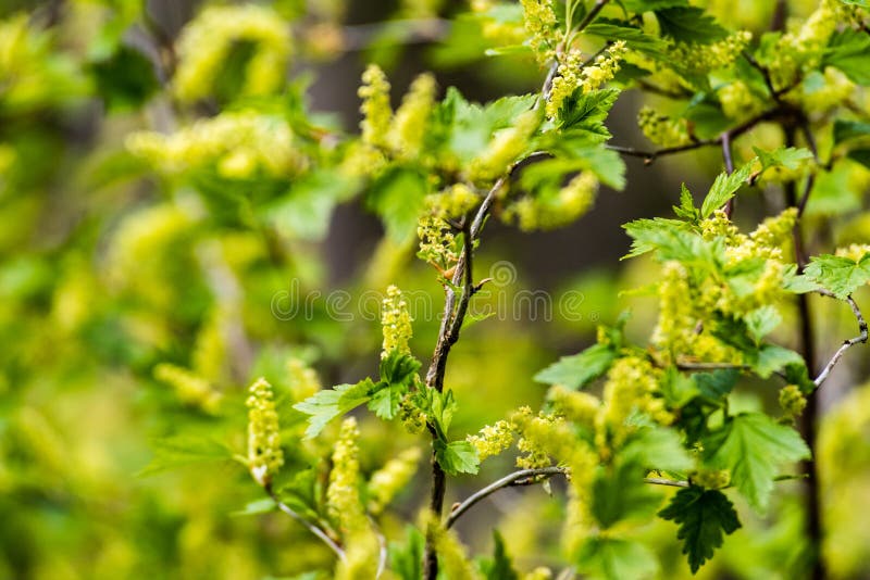 Horizontal Image of Lush Early Spring Foliage - Vibrant Green Sp Stock ...