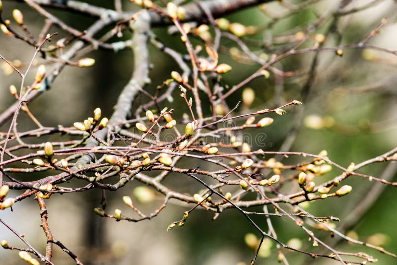 Horizontal Image of Lush Early Spring Foliage - Vibrant Green Sp Stock ...