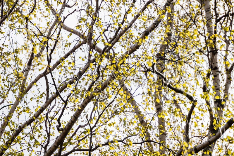 Horizontal Image of Lush Early Spring Foliage - Vibrant Green Sp Stock ...
