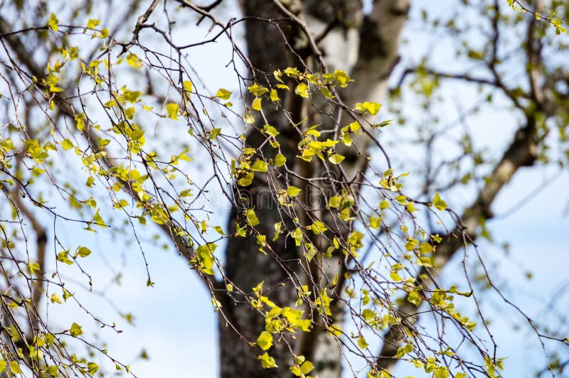 Horizontal Image of Lush Early Spring Foliage - Vibrant Green Sp Stock ...