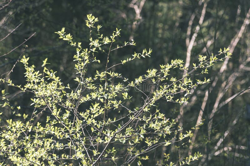 Horizontal Image of Lush Early Spring Foliage - Vibrant Green Sp Stock ...