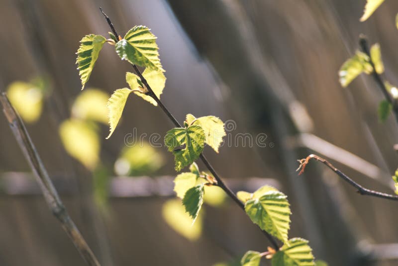 Horizontal Image of Lush Early Spring Foliage - Vibrant Green Sp Stock ...
