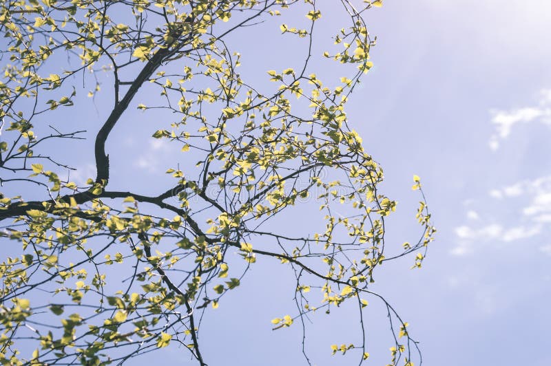 Horizontal Image of Lush Early Spring Foliage - Vibrant Green Sp Stock ...
