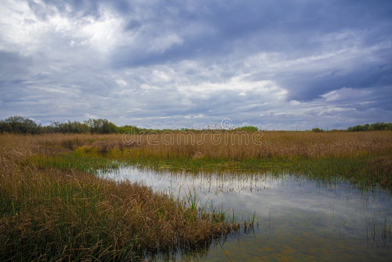Horizontal Image of a Marsh with Dry Cordgrass in Cloudy Weather Stock ...