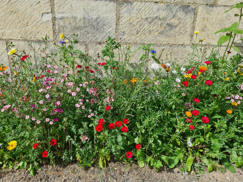 Horizontal Image of Mixed Border of Wild Flowers Growing Alongside ...