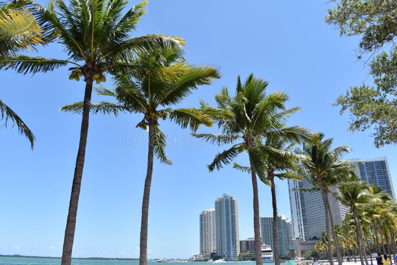 Horizontal Image of Wind Blowing through Palm Trees Against a Clear ...