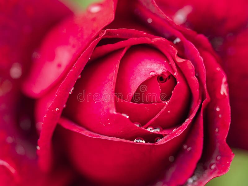 Horizontal Image of a Red Rose with Rain Drops Stock Image - Image of ...