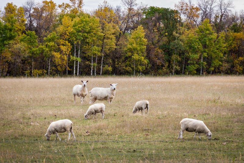 White Sheep Grazing in a Farm Pasture in the Fall. Stock Image - Image ...