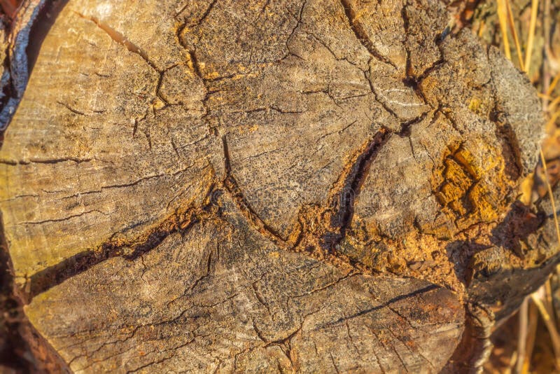 The Sun`s Rays Fall on the Annual Ring of Wood in March Stock Photo ...