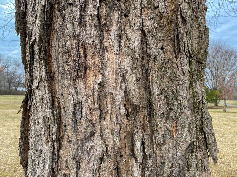 Tree Identification: Sugar Maple Bark Acer Saccharum Stock Image ...