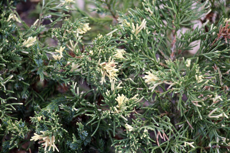 Horizontal Juniper (Juniperus Horizontalis) is Used in Landscape Design ...