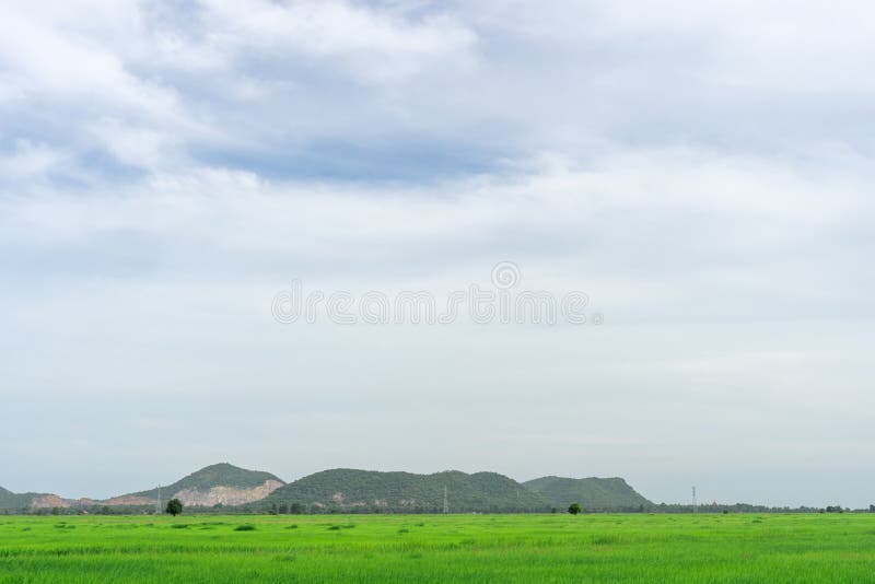 Horizontal Landscape of Rice Fields in the Background of Mountains and ...