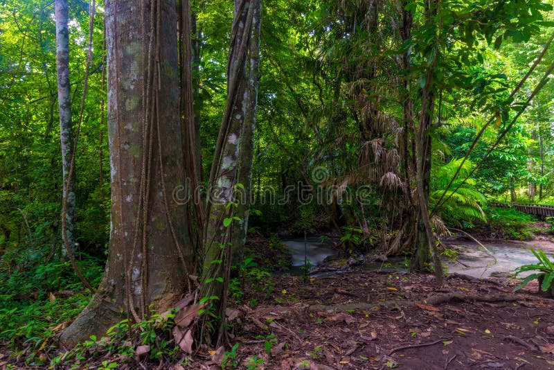 Horizontal Landscape - Tropical Forest Stock Image - Image of evergreen ...