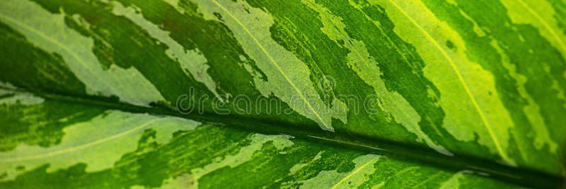 Horizontal leaf surface stock photo. Image of concept - 142807822