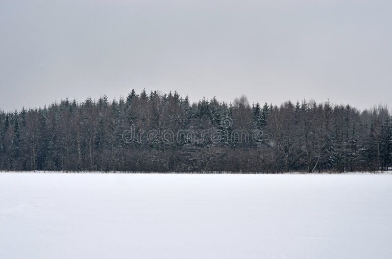 A Horizontal Line of Forest in Winter Stock Image - Image of snow, easy ...
