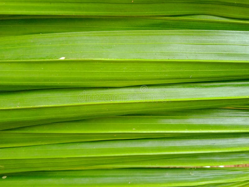 Horizontal Lines and Textures of Green Leaves. Stock Photo - Image of ...