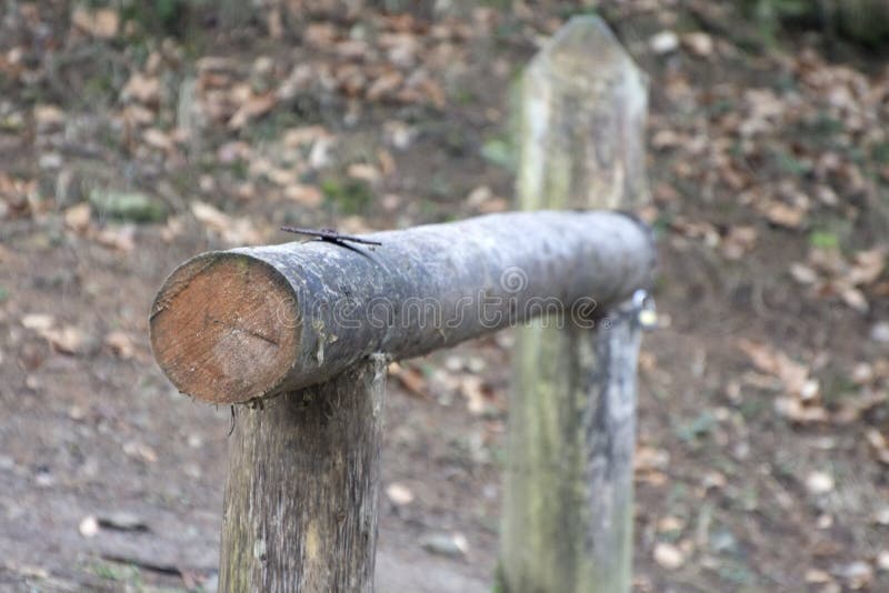 A Horizontal Log in the Form of a Barrier in a Forest. the Passage is ...
