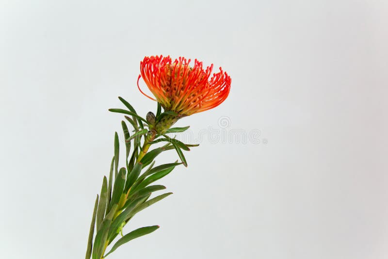 Single coral rose stock image. Image of blossom, petal - 48386663