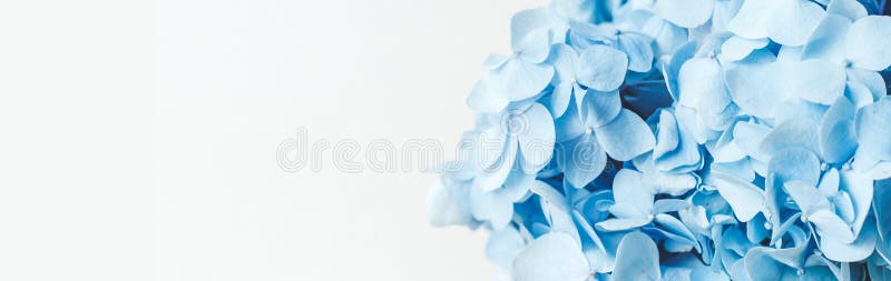 Horizontal Narrow Banner with Blue Hydrangea, Space for Text Stock ...