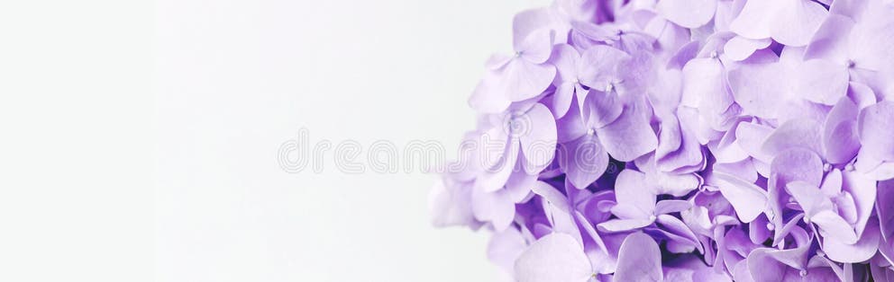 Horizontal Narrow Banner with Pink Hydrangea, Space for Text Stock ...