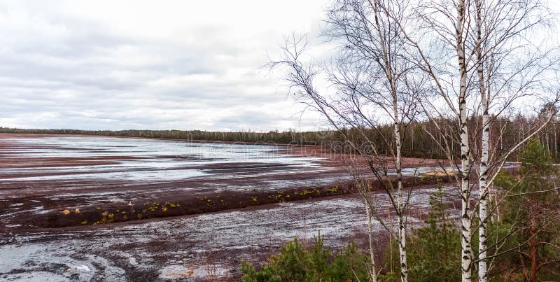 Horizontal Nature View of a Peat Bog with Some Small Birch Trees Close ...