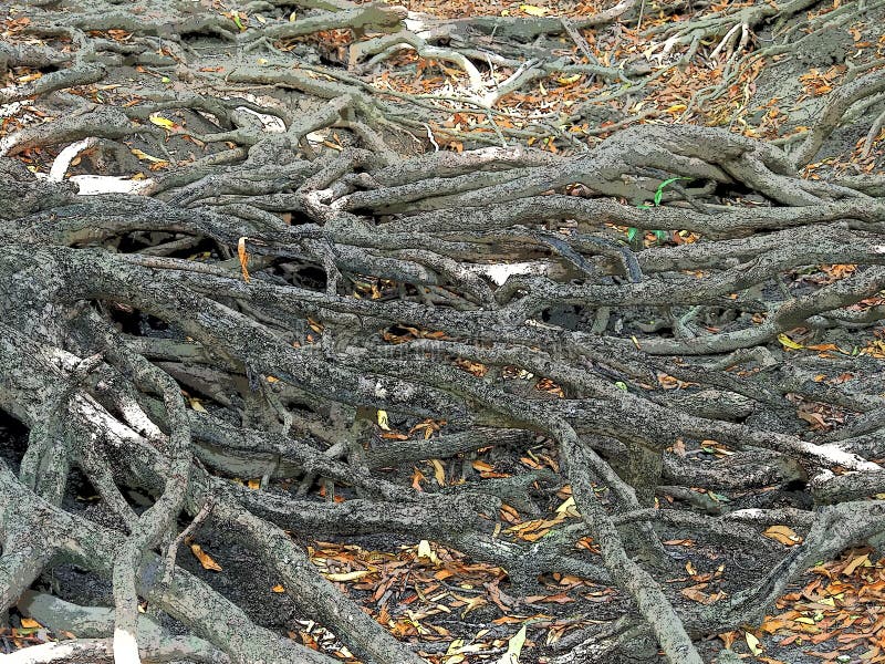 Horizontal Pattern of Tree Roots Covering the Ground Stock Photo ...