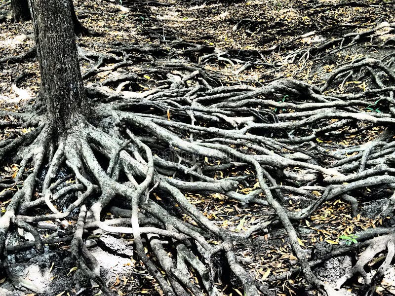 Horizontal Pattern of Tree Roots Covering the Ground Stock Image ...