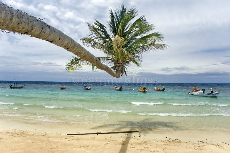 Palm Tree Landscape stock photo. Image of calm, restful - 1588168