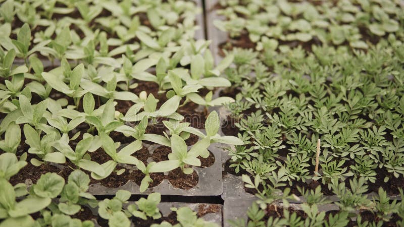 Horizontal Panorama of Young Seedlings Stock Video - Video of ...