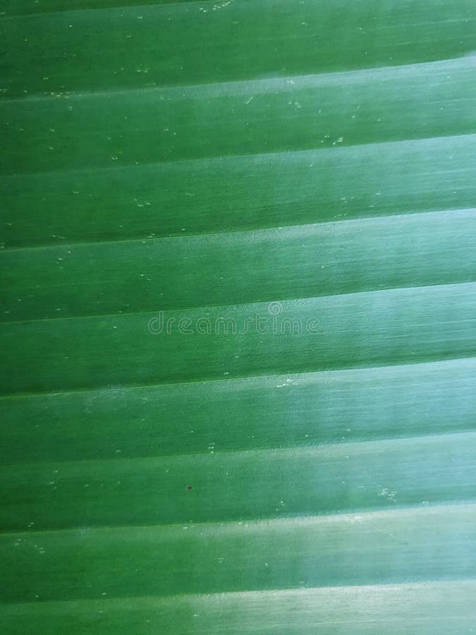 Horizontal Pattern of Banana Green Leaf Surface Texture Close Up View ...