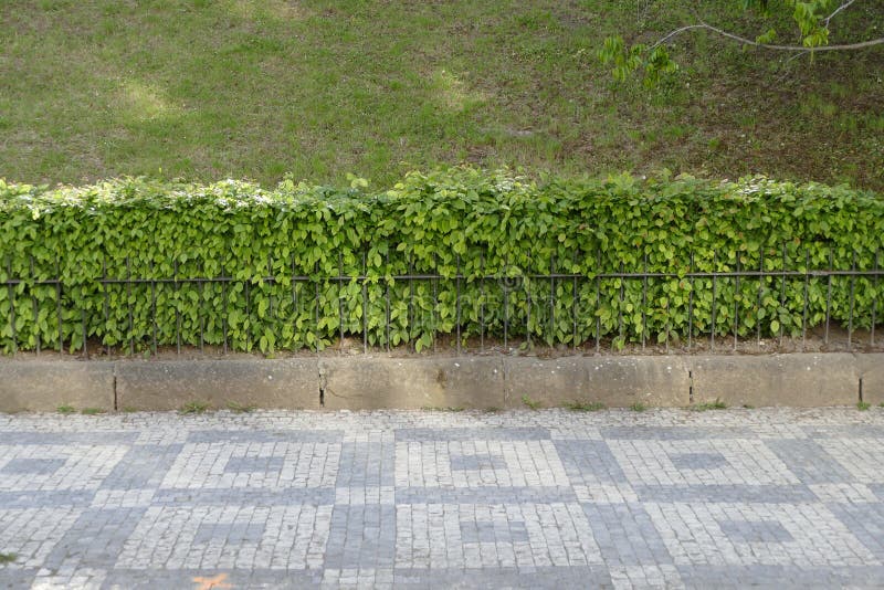 Horizontal Hedge stock photo. Image of copy, green, horizon - 11015472