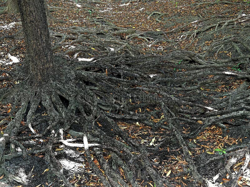 Horizontal Pattern of Tree Roots Covering the Ground Stock Image ...