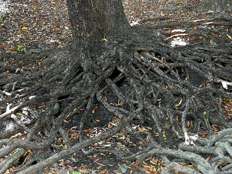 Horizontal Pattern of Tree Roots Covering the Ground Stock Photo ...