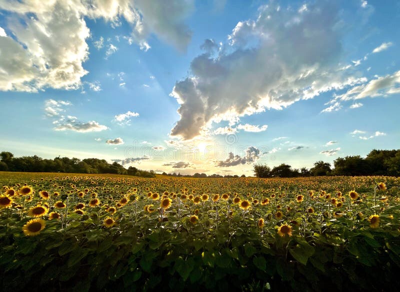 Horizontal Perspective View of a Field of Sunflowers with Clouds at ...