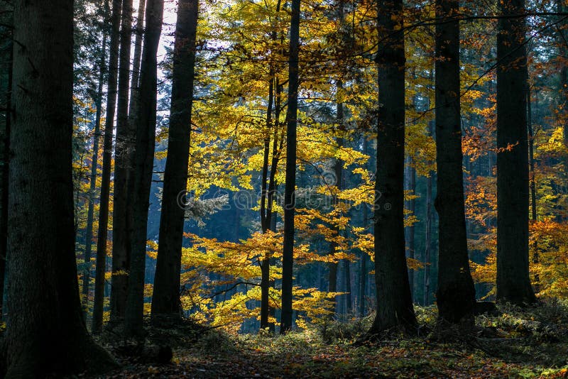 Horizontal Photo of a Beautiful Autumn Forest Stock Image - Image of ...