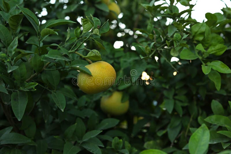 Horizontal Photo of a Grapefruit on a Tree Stock Image - Image of juice ...