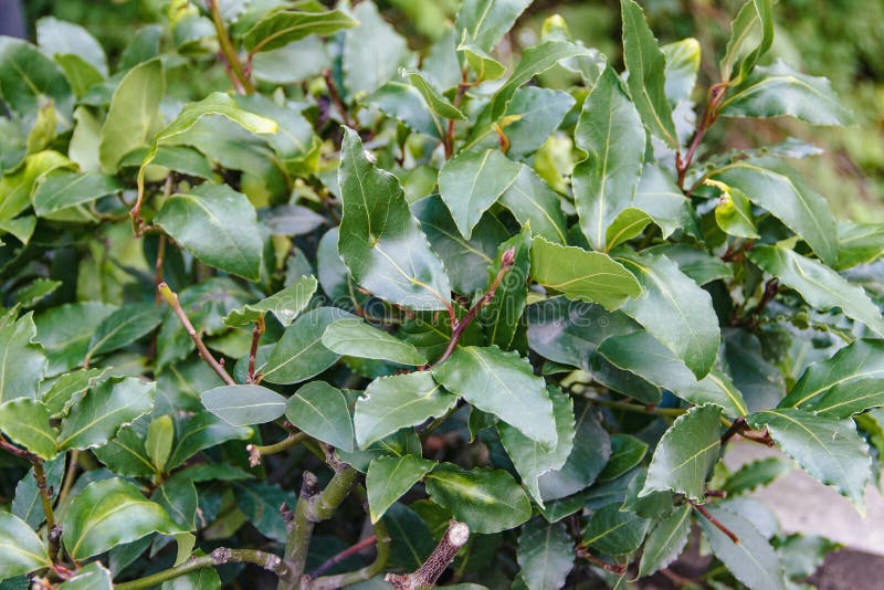 Photo of a Laurel Bush in the Garden Stock Photo - Image of grow ...