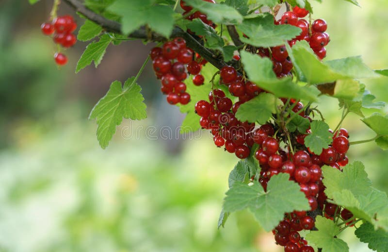 Horizontal Photo of Red Currant Berries Plant Branch Stock Photo ...