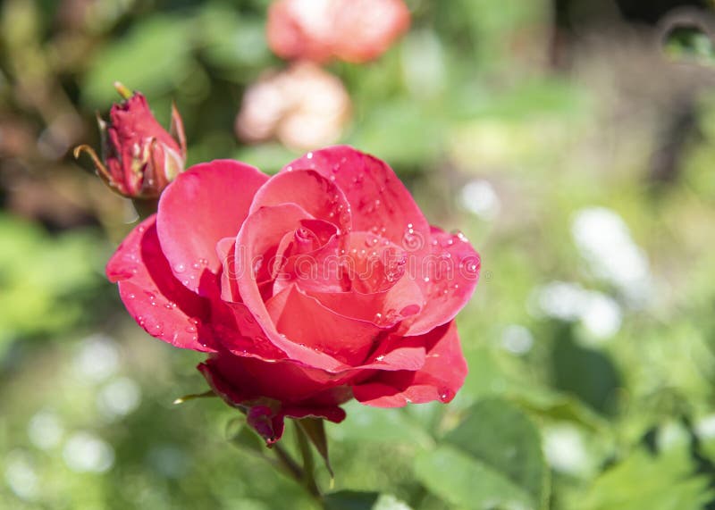Horizontal Photo of a Red Rose in Raindrops on a Blurry Background ...