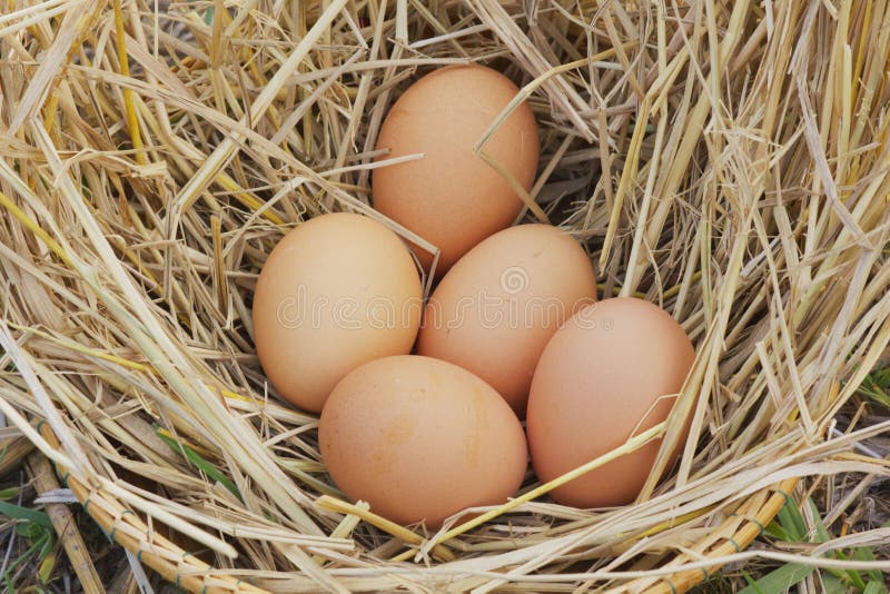 Horizontal Photo of Several Hen Eggs Which are Placed on Nice Haystack ...