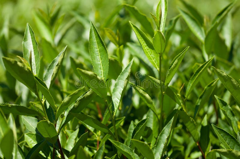 Tea Tree Leaves Over Background of Tea Tree Bushes Stock Image - Image ...