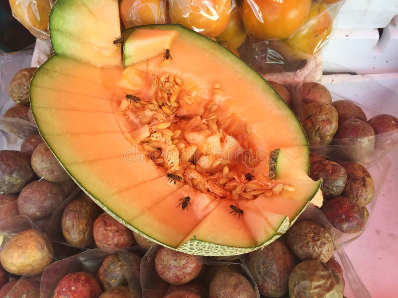 Horizontal Photo of Tibet Melon with Bees. Stock Image - Image of ...