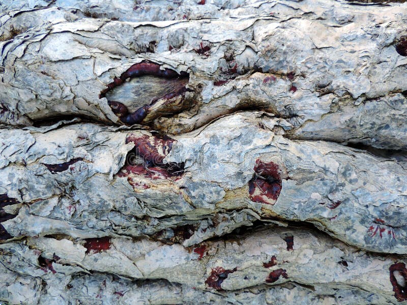 Horizontal Photo of Tree Bark Texture Stock Photo - Image of pattern ...