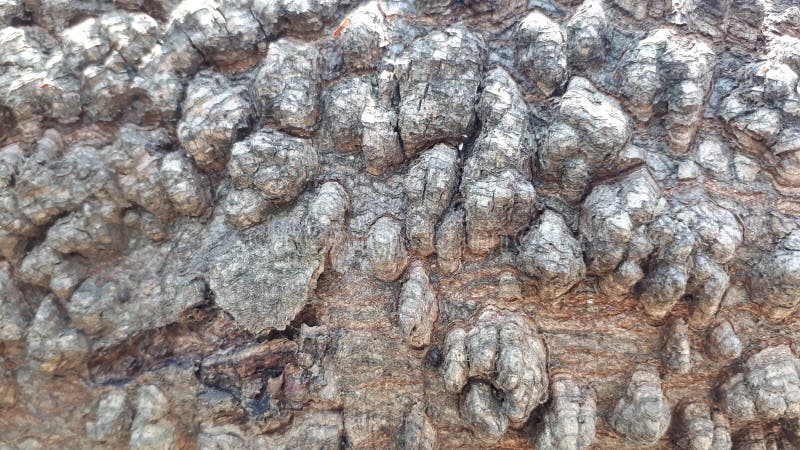 Horizontal Photo of Tree Trunk, Bark Texture Stock Photo - Image of ...