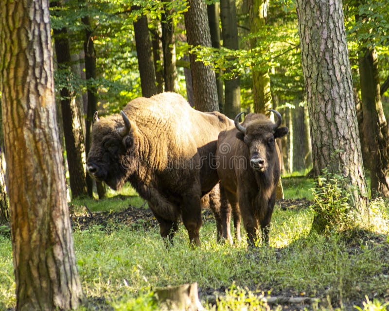 Horizontal Photo of a Wisent in the Wilderness Stock Image - Image of ...
