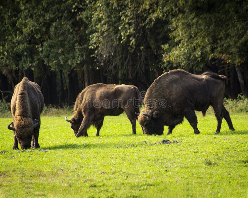 Horizontal Photo of a Wisent in the Wilderness Stock Photo - Image of ...
