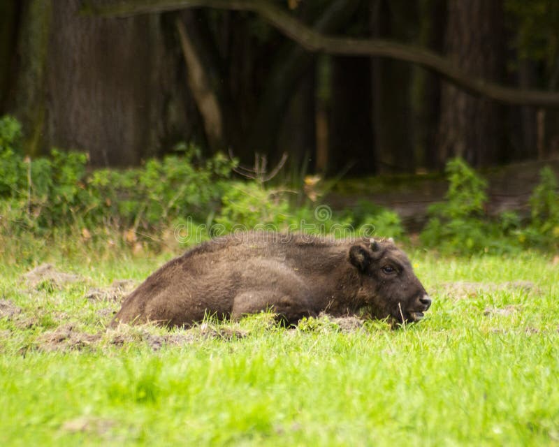 Horizontal Photo of a Wisent in the Wilderness Stock Image - Image of ...