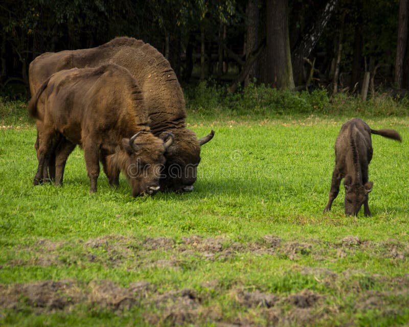 Horizontal Photo of a Wisent in the Wilderness Stock Photo - Image of ...