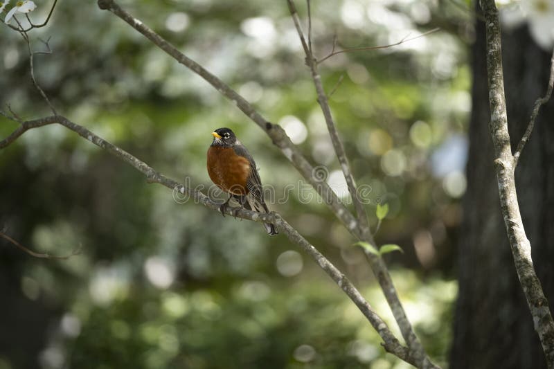 An American Robin Sitting in the Branches of a Dogwood Tree in Spring ...